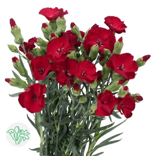 Carnation Solomio Spray Solandis Cherryfly | Carnation Solomio Spray ...