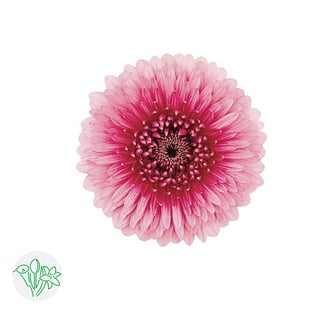 Germini Pomponi Choochoo | Holex Flower