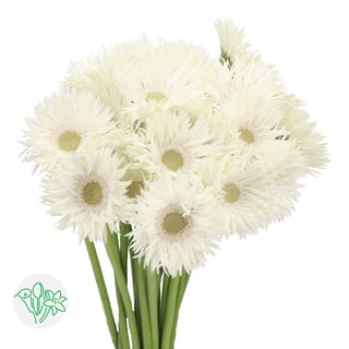 Germini (bundled) | Holex Flower
