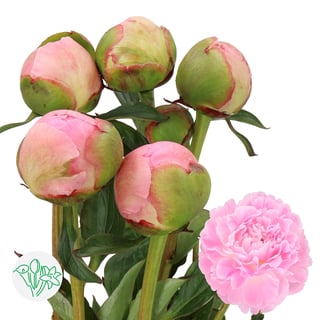 Paeonia Albert Crousse | Holex Flower
