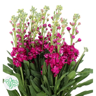 Matthiola (Stock) Iron Deep Pink | Holex Flower