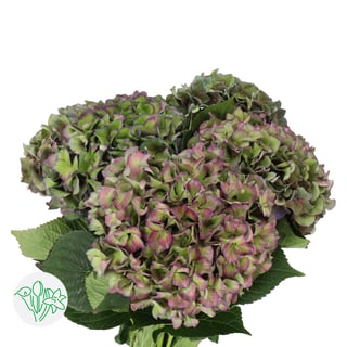 Hydrangea Classic Rodeo Green-Purple | Holex Flower