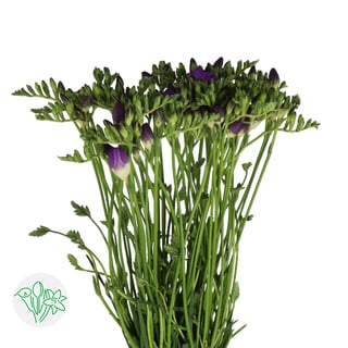 Freesia Double Blue Bayou | Freesia Double | Freesia Double | Freesia ...