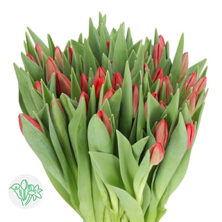 Tulip Red Stone | Holex Flower