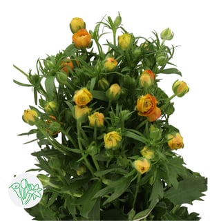 Ranunculus Butterfly Phosphorus Kenya | Ranunculus | Ranunculus ...