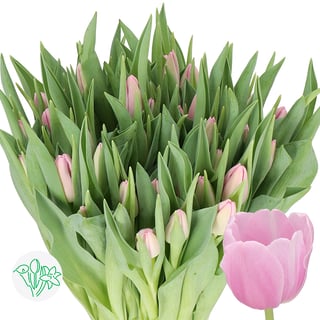 Tulip Argos | Holex Flower