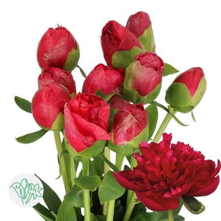 Paeonia Command Performance | Holex Flower