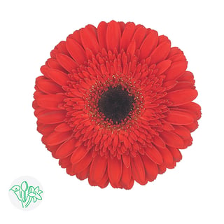 The different types of Gerberas explained | Holex Flower