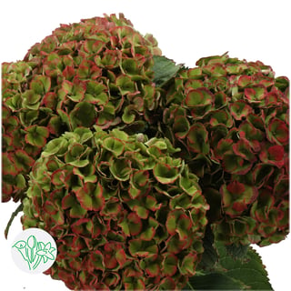 Hydrangea Classic My Beautiful Rio Red/Green | Holex Flower