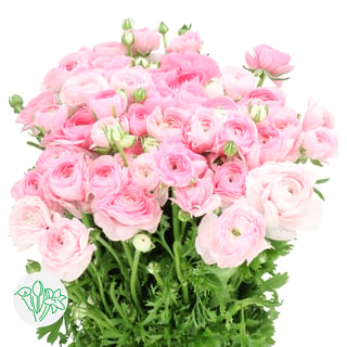 Ranunculus Elegance Light Pink | Holex Flower