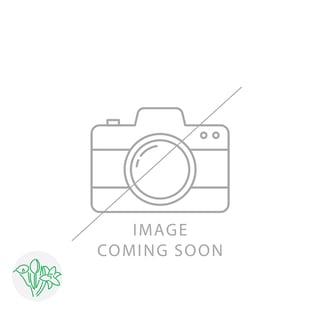 Germini (small box) Pomponi Belfi | Holex Flower
