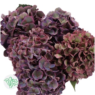 Hydrangea Classic Royal Opera Purple/Metallic | Hydrangea Classic ...