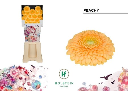 Gerbera | Holex Flower