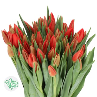 Tulip Ben Fire | Holex Flower