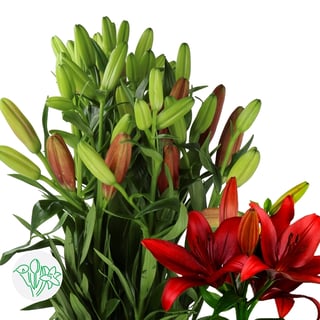 Lily La Corleone | Holex Flower