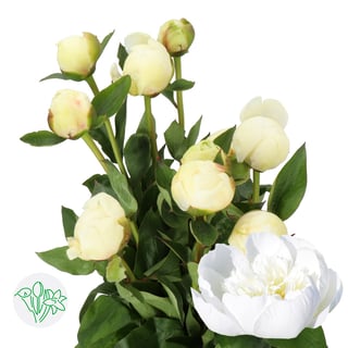 Paeonia (Peony) | Holex Flower