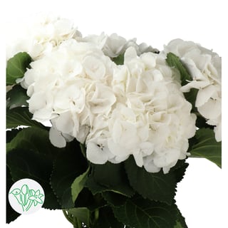 Hydrangea Royal Princess | Holex Flower