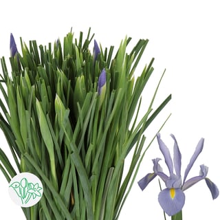 Iris Shanghai | Holex Flower