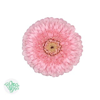 Germini Pomponi Piggy | Holex Flower