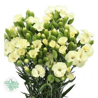 Carnation Solomio Spray Solandis Blondfly | Holex Flower