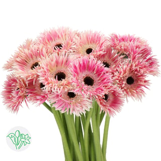 Germini (bundled) | Holex Flower