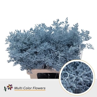 Limonium Dyed Light Blue | Holex Flower