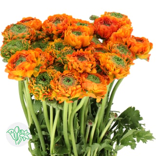 Ranunculus Pon Pon Merlino | Holex Flower