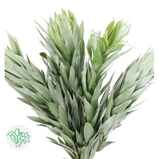 Leucadendron Argenteum Silverleaf | Holex Flower
