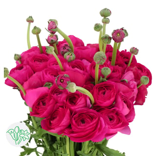 Ranunculus Cloni Ciclamino | Holex Flower