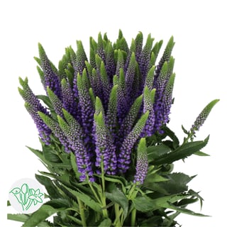 Veronica | Holex Flower