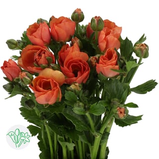 Ranunculus Magical Salmousse Kenya | Holex Flower