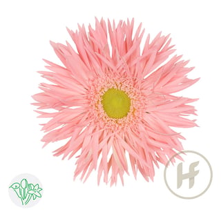 Gerbera | Holex Flower