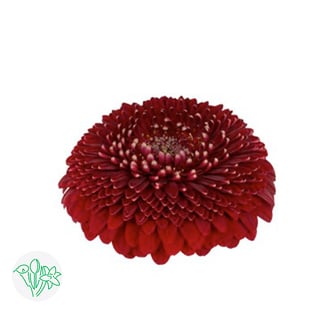 Germini Pomponi Black Pearl | Holex Flower