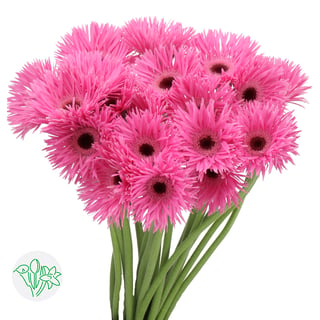 Germini (bundled) | Holex Flower