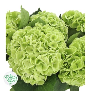 Hydrangea Classic Royal Princess | Holex Flower