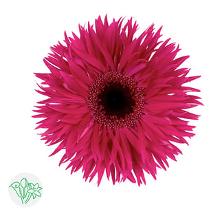 The different types of Gerberas explained | Holex Flower