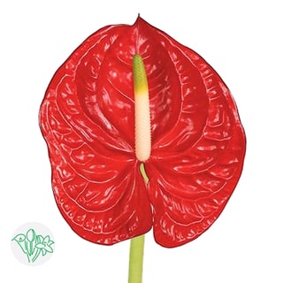 Anthurium | Holex Flower