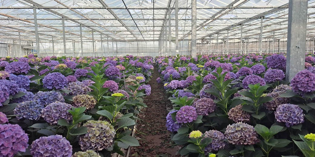 A Look at Hydrangea Grower HIP Holland | Holex Flower