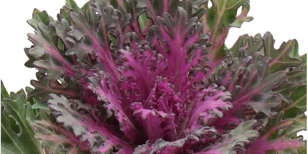 Discover the different types of Brassica | Holex Flower