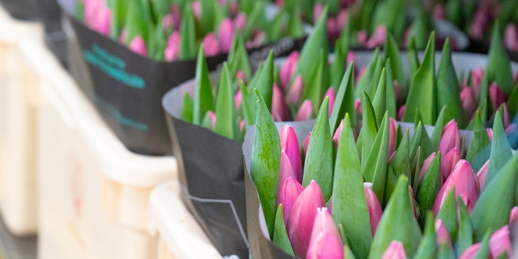 Tulip season Valentine’s Day [2026 Market Update] | Holex Flower