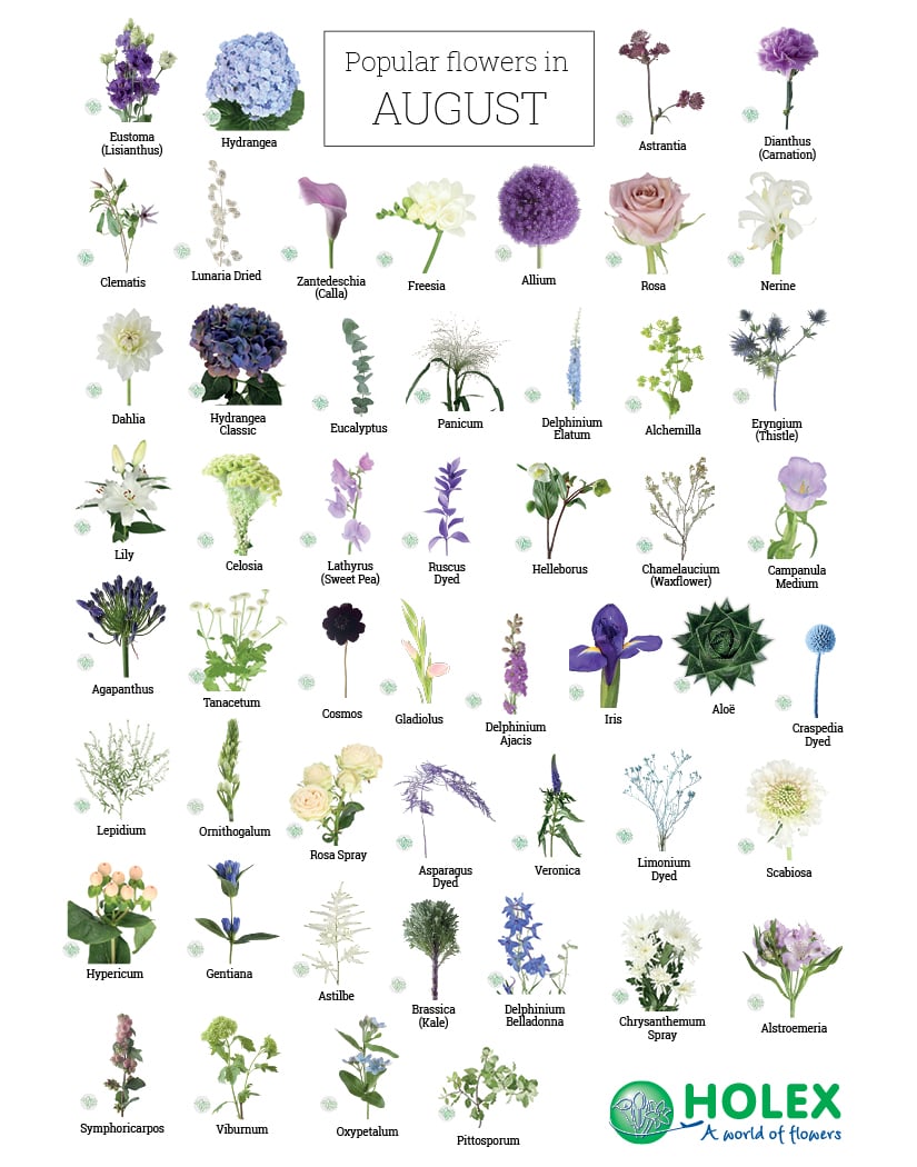 August: Flowers in season | Holex Flower