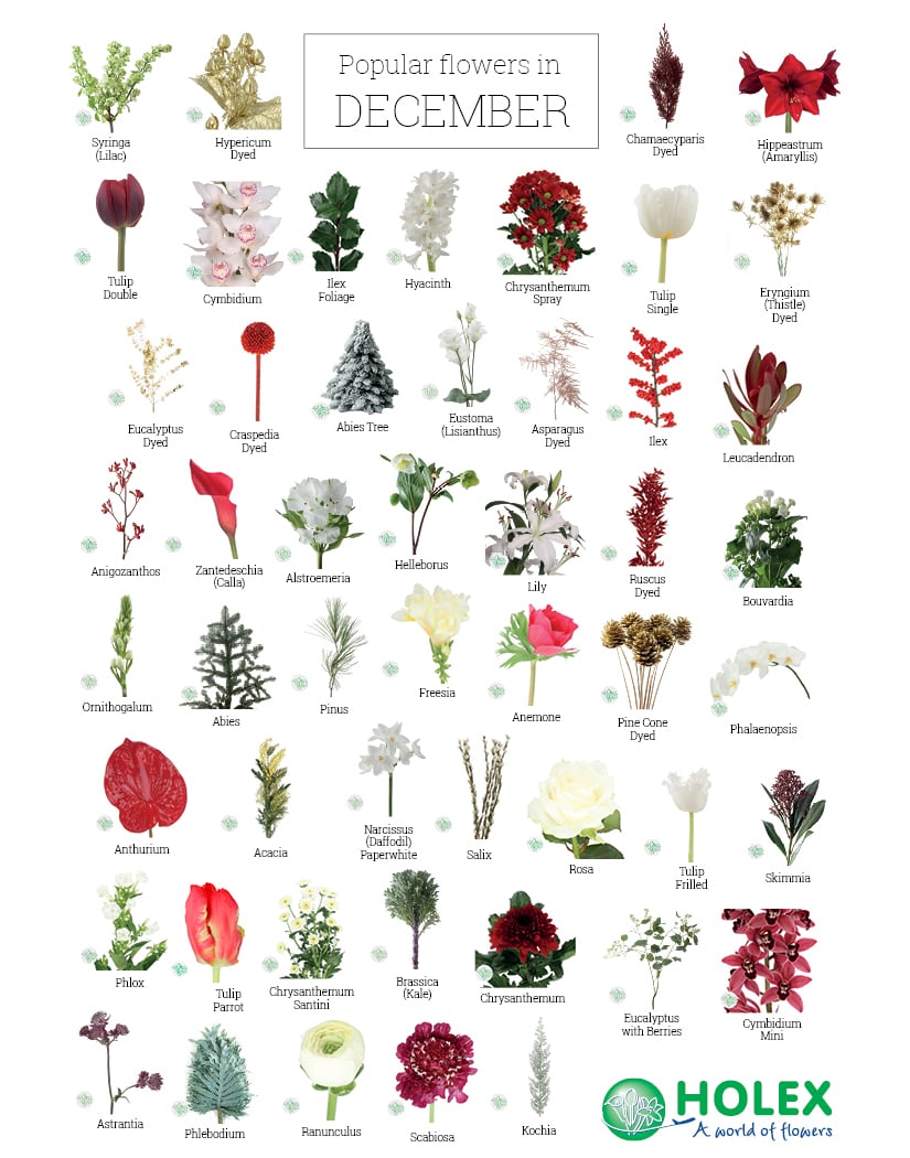 December: Flowers in season | Holex Flower