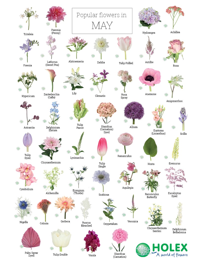May: Flowers in season | Holex Flower